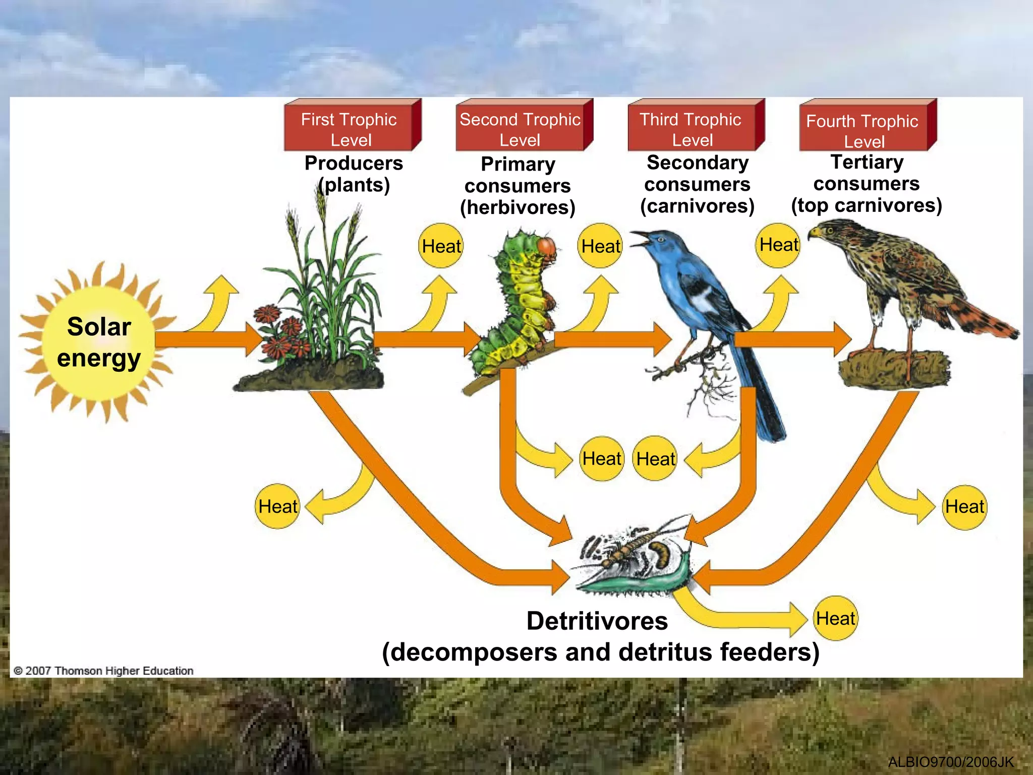 02 Energy Flow through Ecosystems | PPT