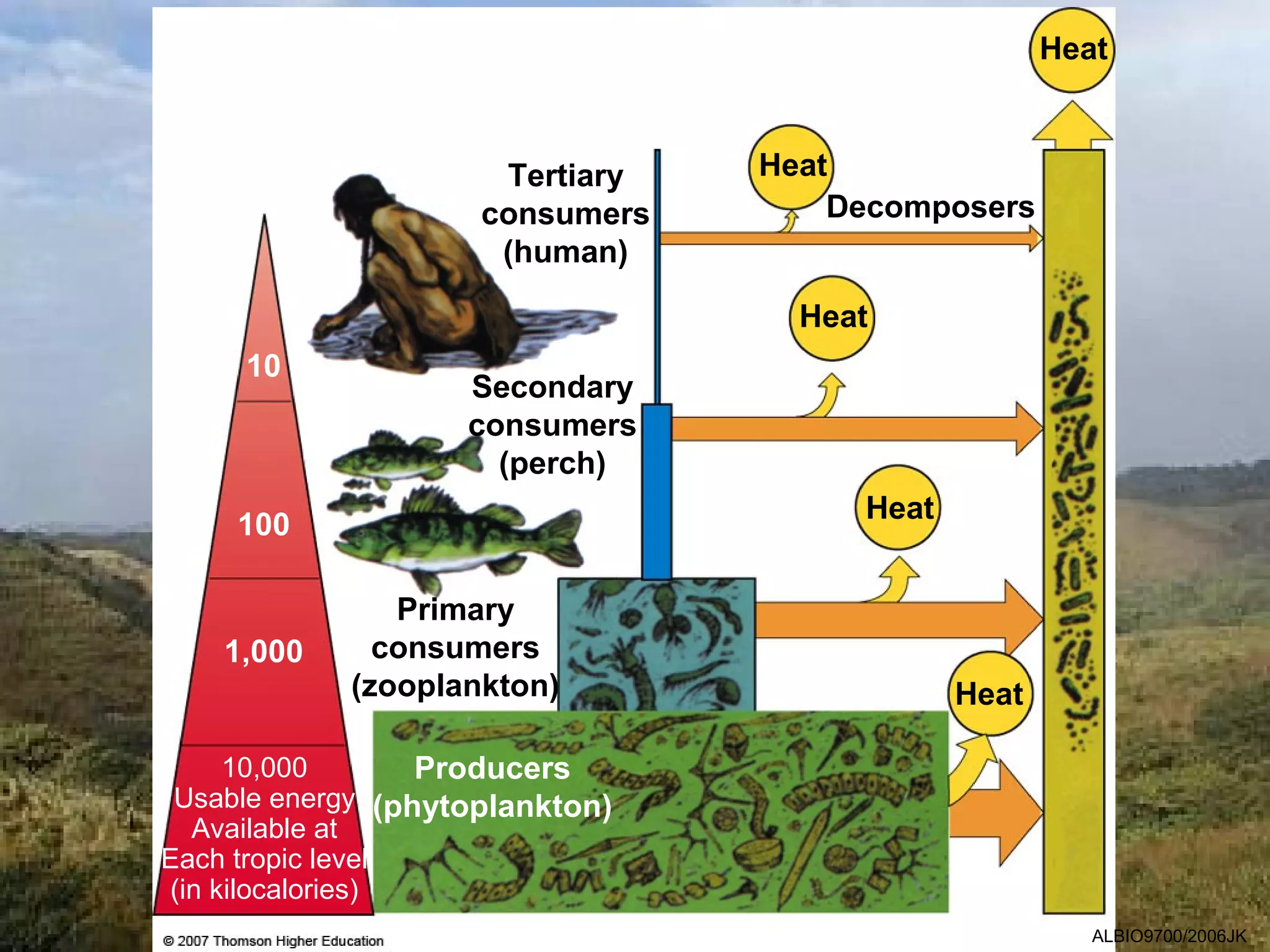 02 Energy Flow through Ecosystems | PPT
