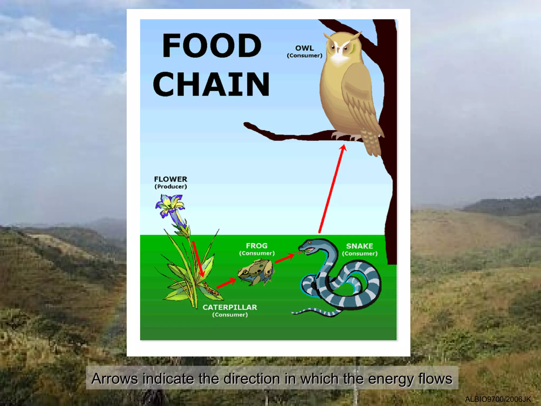02 Energy Flow through Ecosystems | PPT