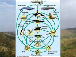 02 Energy Flow through Ecosystems | PPT