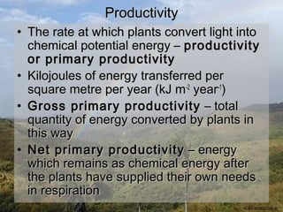 02 Energy Flow through Ecosystems | PPT