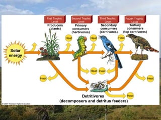02 Energy Flow through Ecosystems | PPT