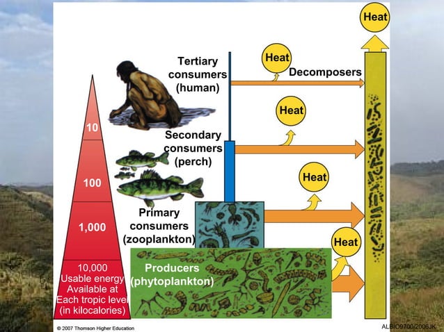 02 Energy Flow through Ecosystems | PPT