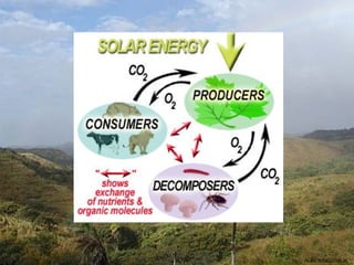 02 Energy Flow through Ecosystems | PPT