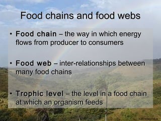02 Energy Flow through Ecosystems | PPT