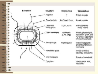 Pathogenic Enterobacteriaceae | PPT