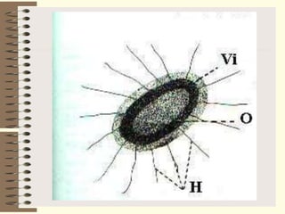 Pathogenic Enterobacteriaceae | PPT