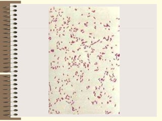 Pathogenic Enterobacteriaceae | PPT