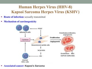 Herpes 8 Virus Etiology