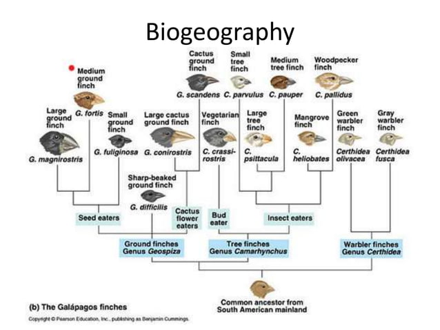 02 evidence of evolution biogeography | PPT