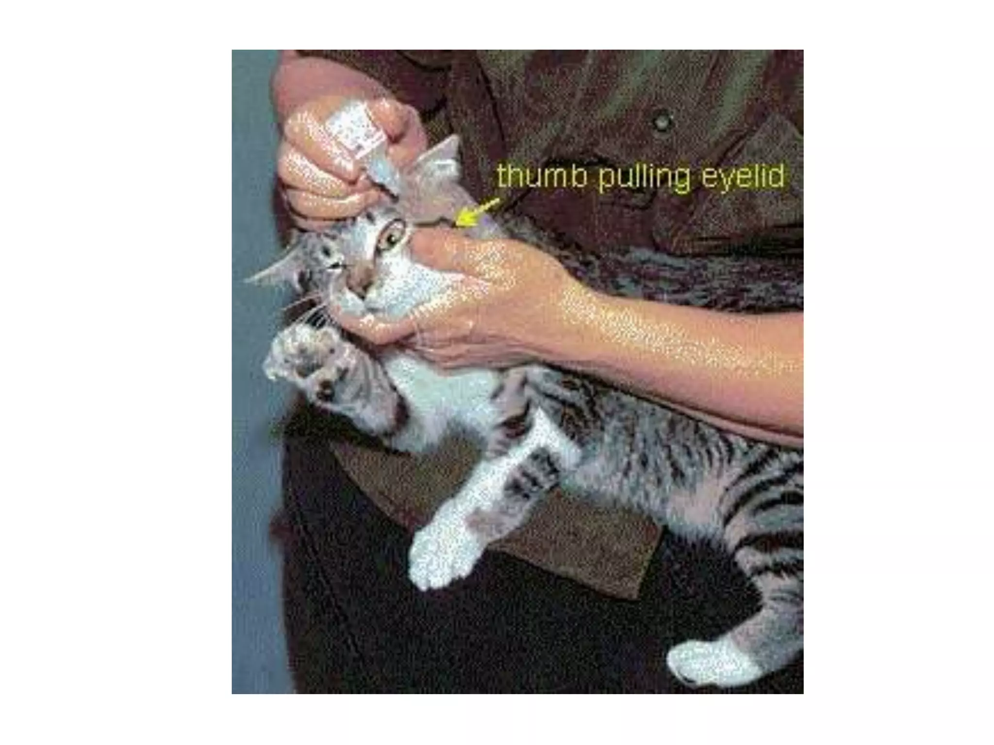 02 evidence of evolution comparative anatomy | PPTX