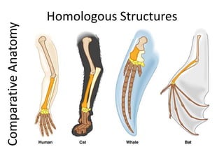 02 evidence of evolution comparative anatomy | PPTX