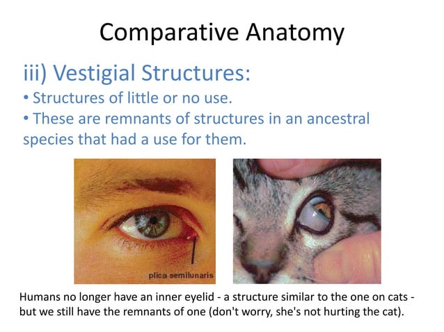 02 evidence of evolution comparative anatomy | PPTX