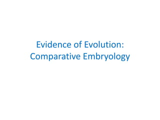 Comparative Embryology Evolution Evidence