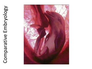 02 evidence of evolution embryology | PPTX