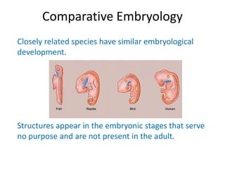 02 evidence of evolution embryology | PPTX