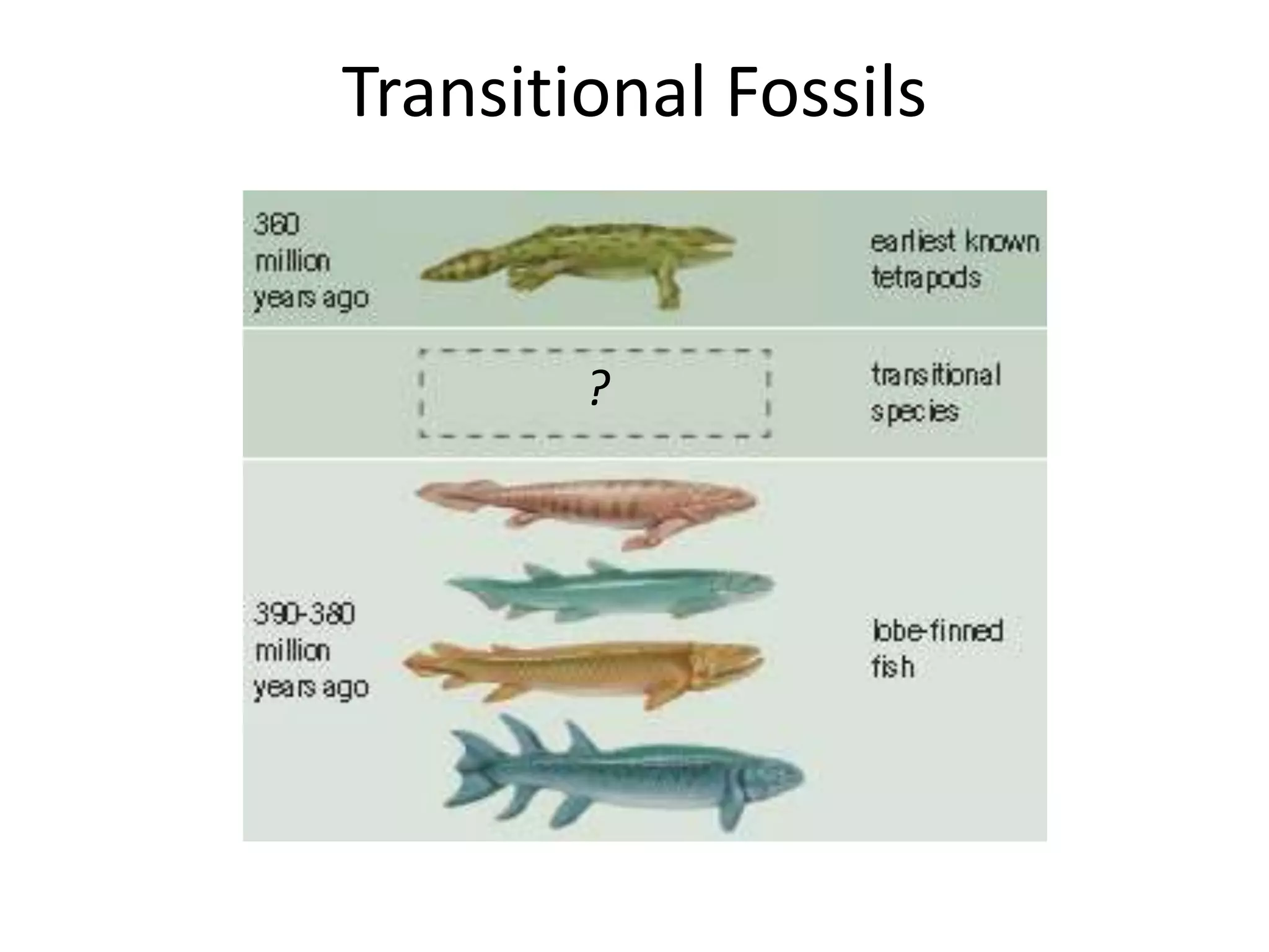 02 evidence of evolution fossils | PPTX