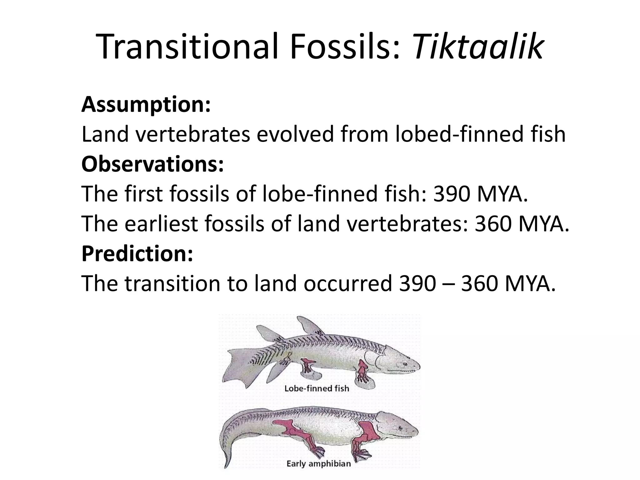 02 evidence of evolution fossils | PPTX