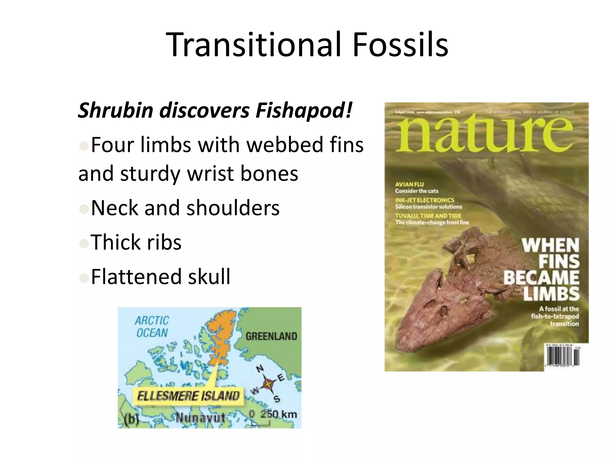 02 evidence of evolution fossils | PPTX