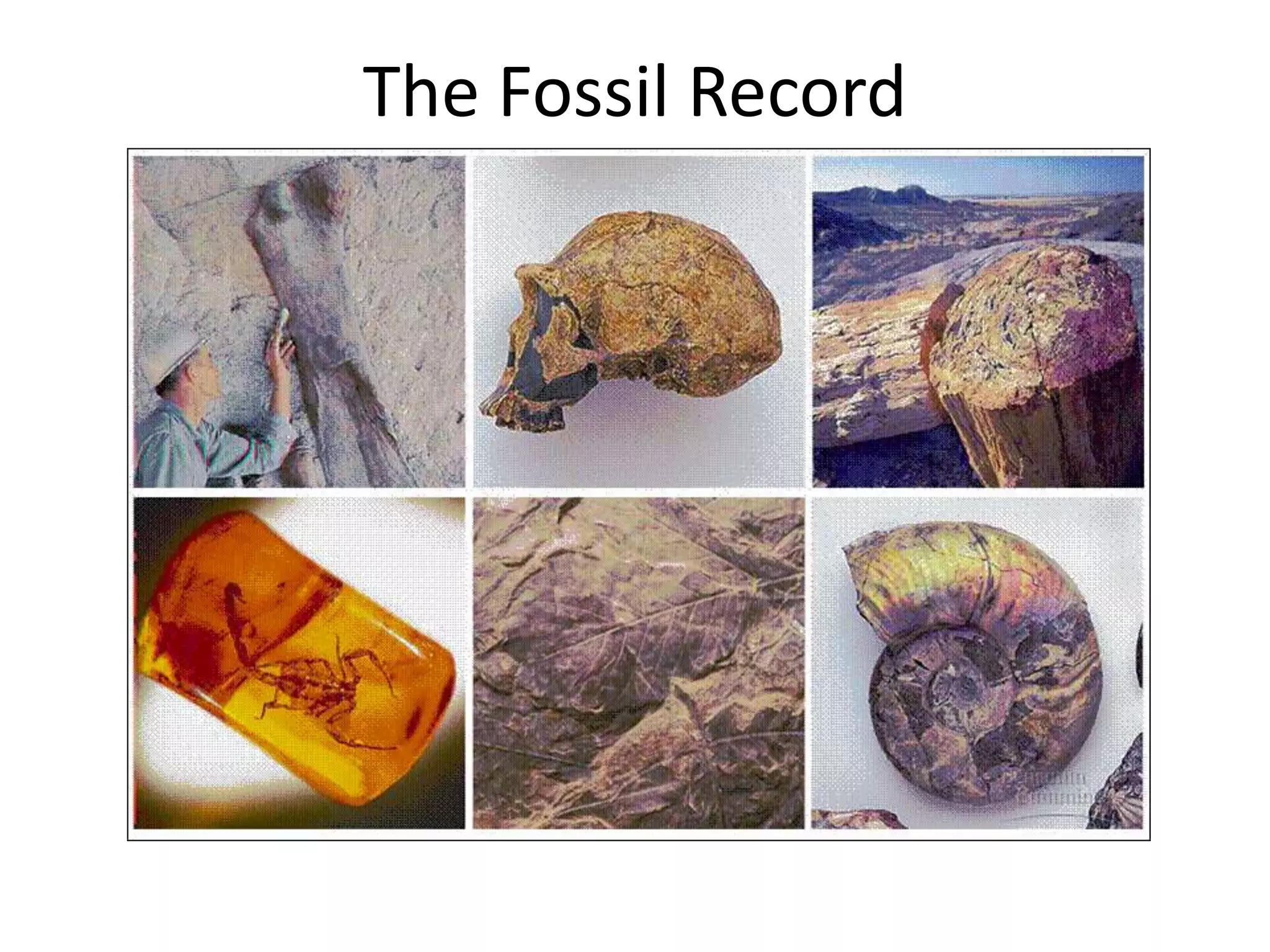 02 evidence of evolution fossils | PPTX