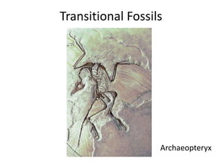 02 evidence of evolution fossils | PPTX