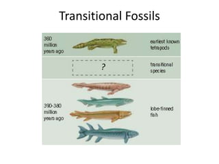 02 evidence of evolution fossils | PPTX