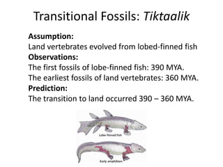 02 evidence of evolution fossils | PPTX