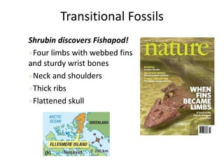 02 evidence of evolution fossils | PPTX