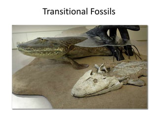 02 evidence of evolution fossils | PPTX