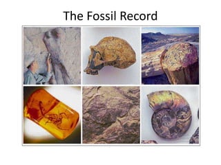 Fossil Record Evidence For Evolution
