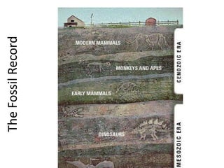 02 evidence of evolution fossils | PPTX