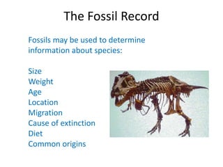 Fossil Record Evolution Examples