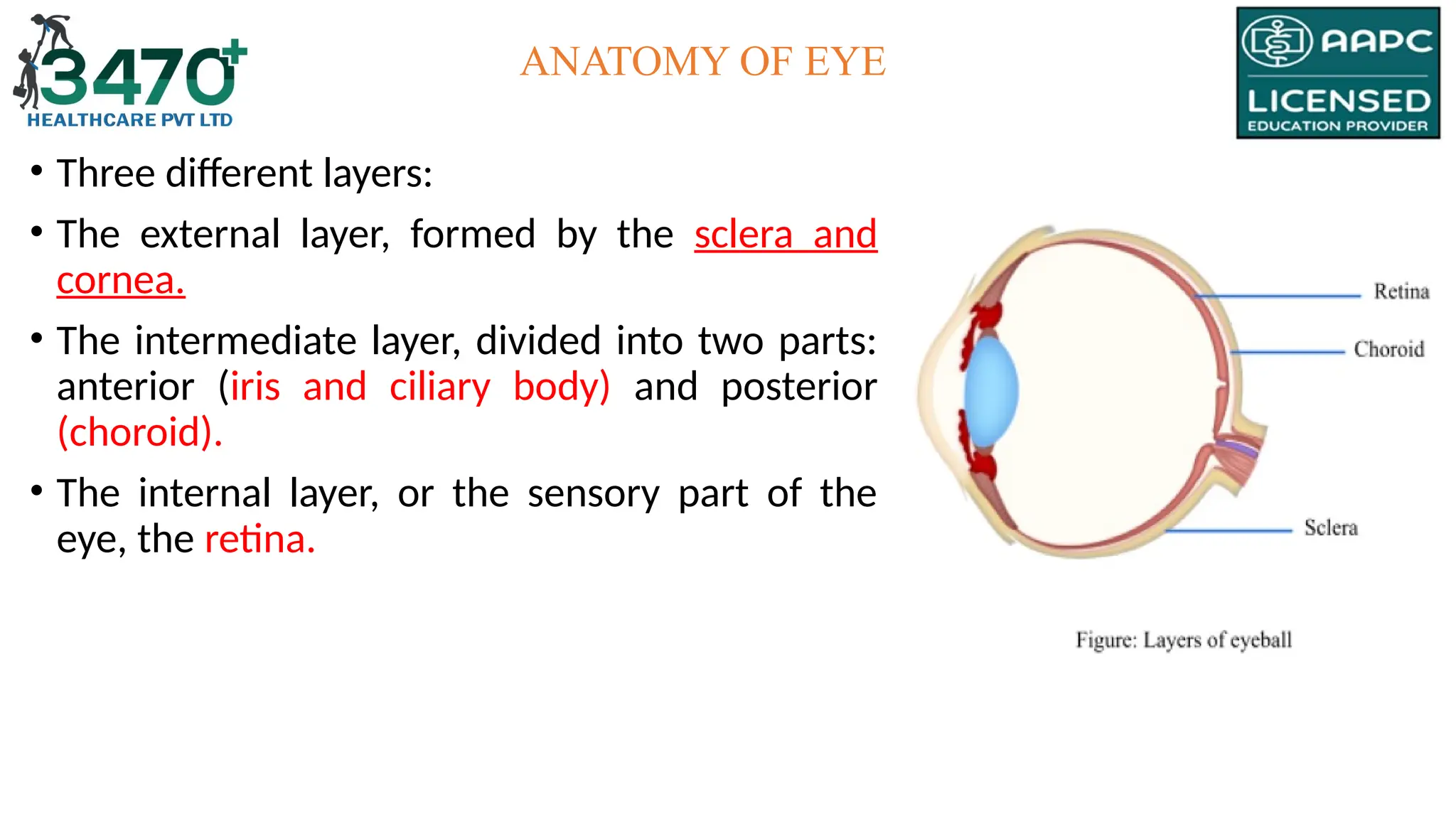 Eye_visual system [all about eye]....... | PPTX | Eye and Vision ...