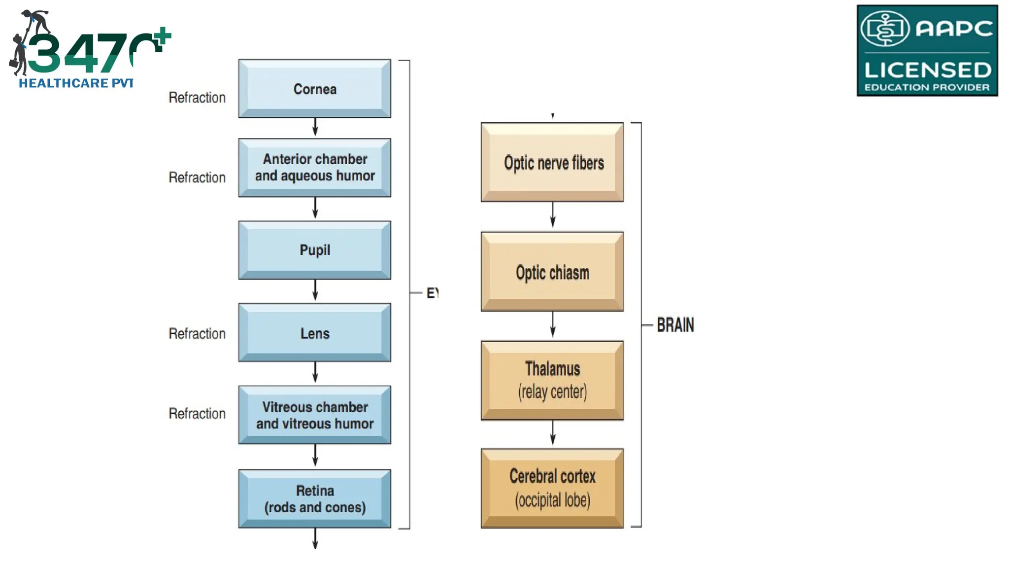 Eye_visual system [all about eye]....... | PPT