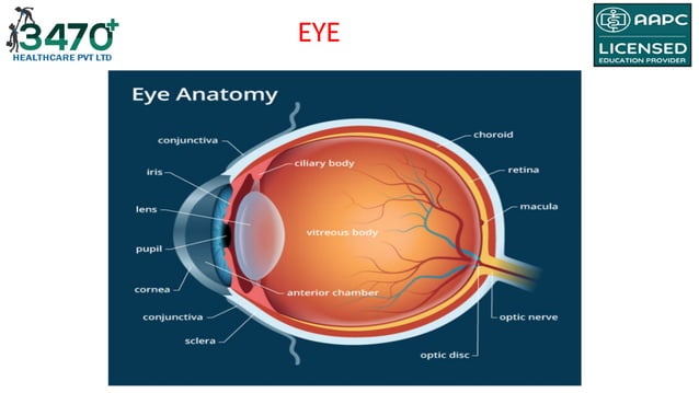 Eye_visual system [all about eye]....... | PPT