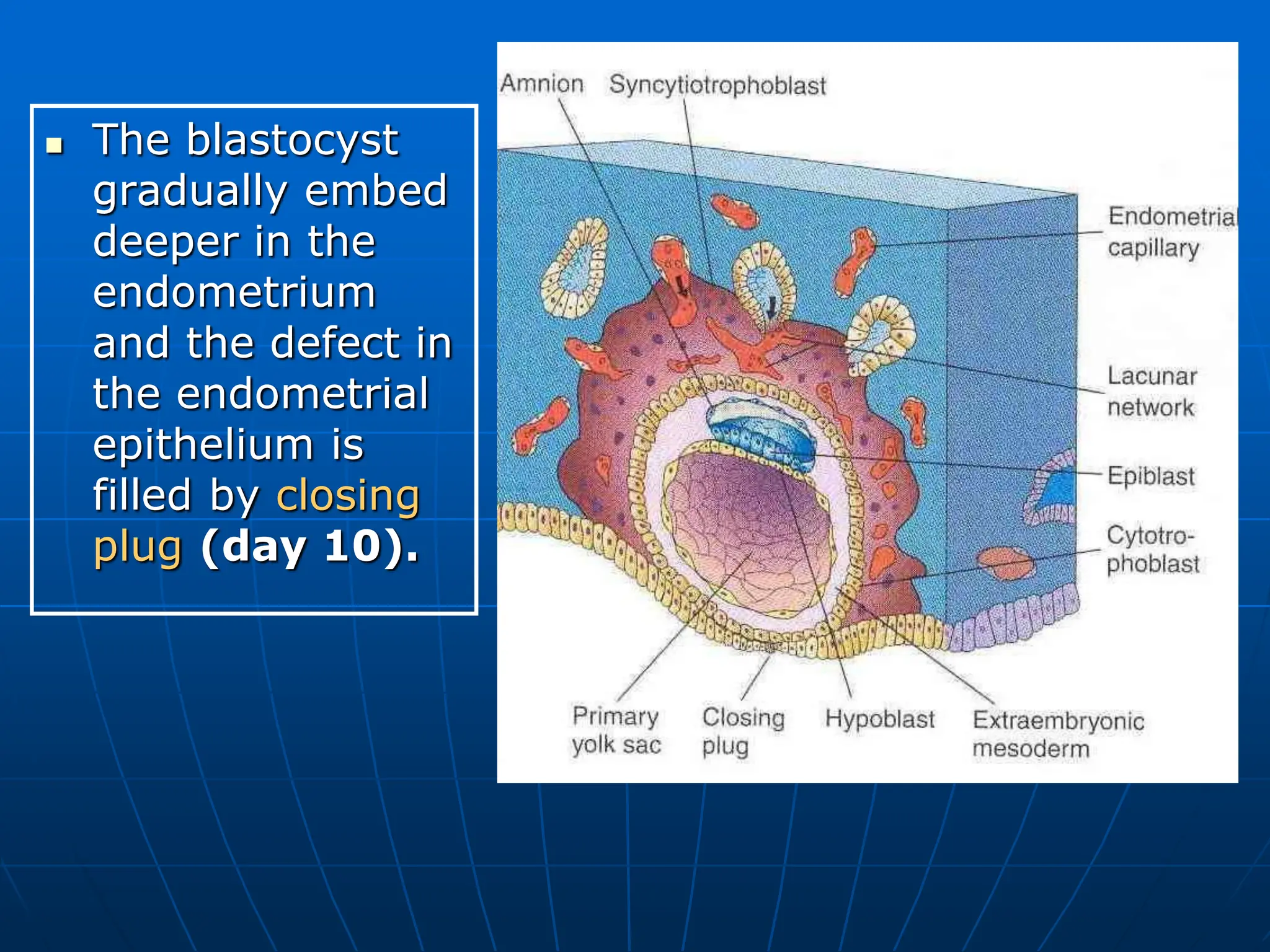 02 Fertilization & Implantation.ppt