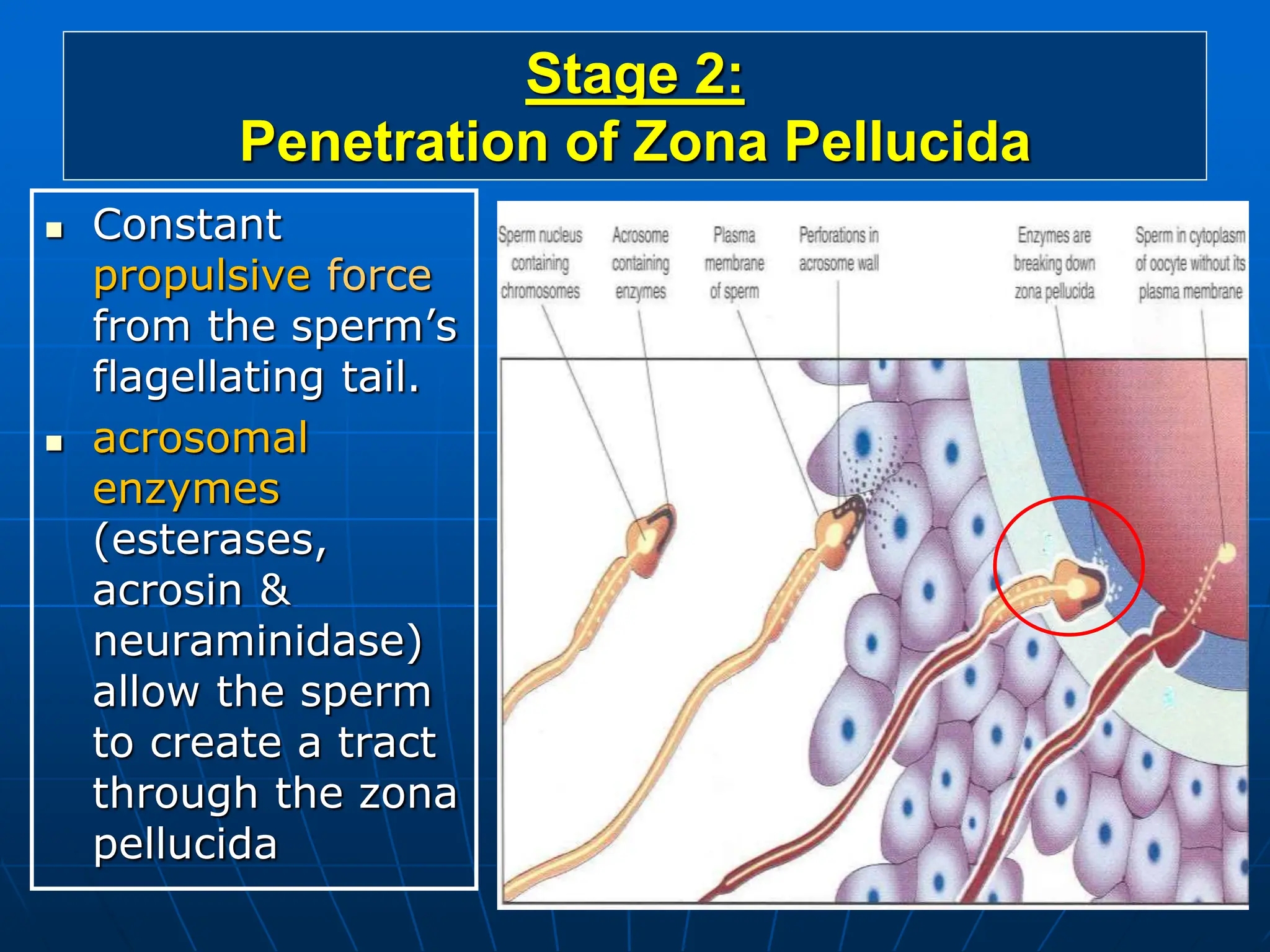 02 Fertilization & Implantation.ppt