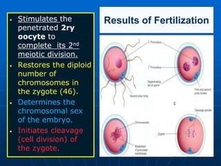 02 Fertilization & Implantation.ppt