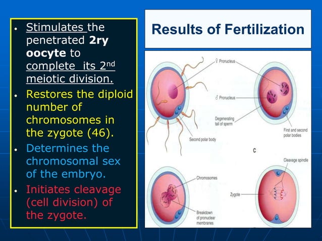 02 Fertilization & Implantation.ppt