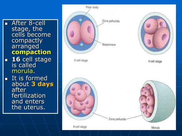 02 Fertilization & Implantation.ppt