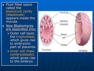 02 Fertilization & Implantation.ppt