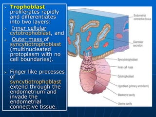 02 Fertilization & Implantation.ppt