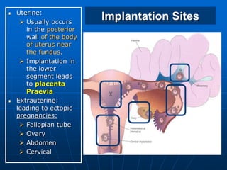 02 Fertilization & Implantation.ppt