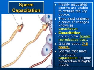 02 Fertilization & Implantation.ppt