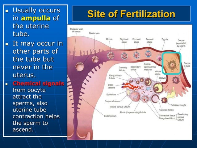02 Fertilization & Implantation.ppt