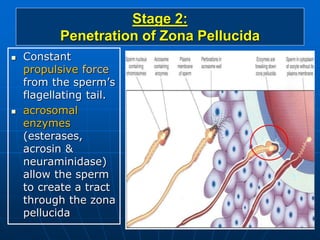 02 Fertilization & Implantation.ppt