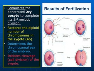 02 Fertilization & Implantation.pptFertilization & Implantation | PPT