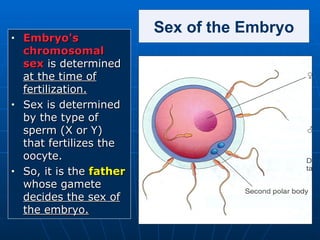 02 Fertilization & Implantation.pptFertilization & Implantation | PPT