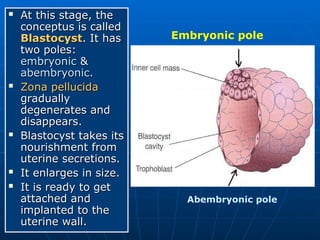 02 Fertilization & Implantation.pptFertilization & Implantation | PPT