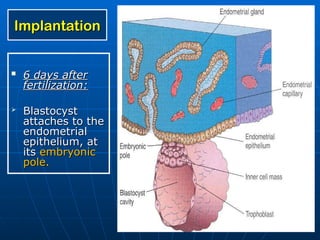 02 Fertilization & Implantation.pptFertilization & Implantation | PPT